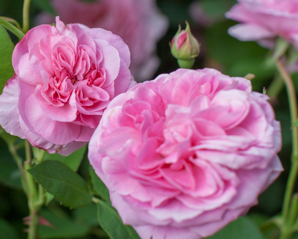 Rose – Making A Myth Our Fragrant Reality Posted by DR. MALTE HOZZEL on ...